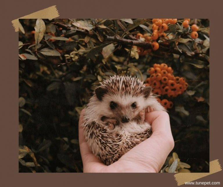 Best apartment pets that are ideal for small spaces