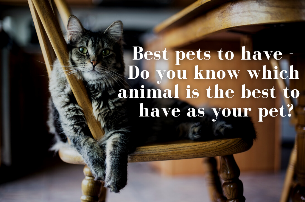 Best pets to have - Do you know which animal is the best