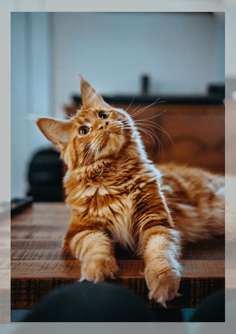 Best apartment pets that are ideal for small spaces