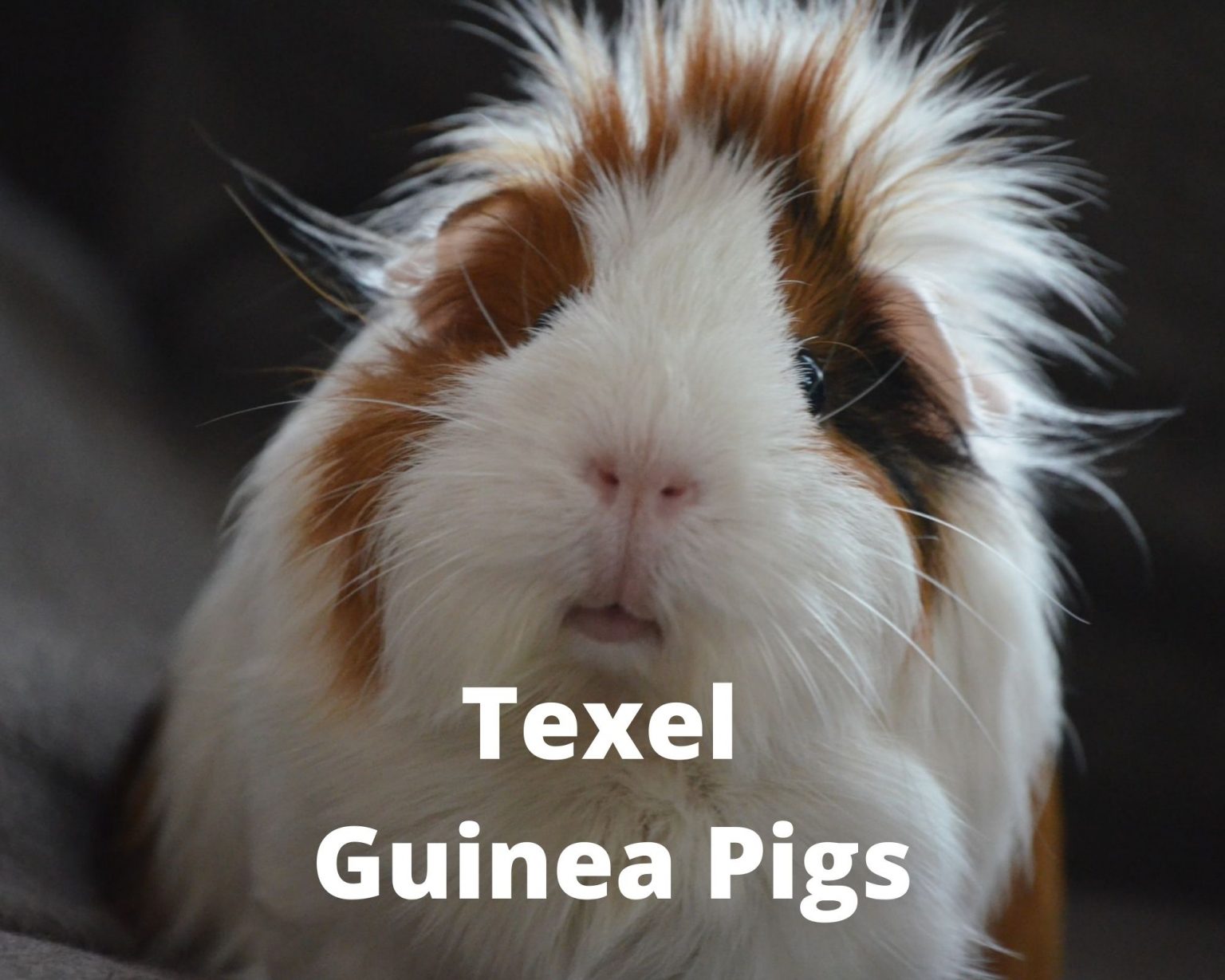 Texel Guinea pig, why should you adopt them now?